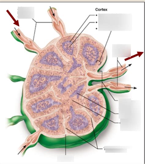 Lymph Node Structure Diagram Quizlet
