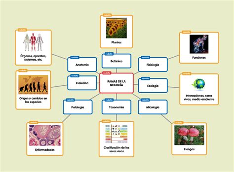Mapa Conceptual De Genero De Bioligia Porn Sex Picture