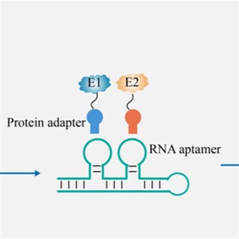 Schematic Of Constructing Rna Origami Scaffold To Organize Proteins