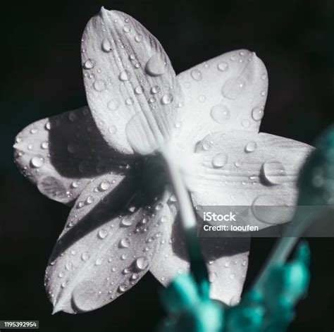 열대 환경과 숲에서 다른 이국적인 식물 2020 추세의 색상 아쿠아 멘테 무성한 용암과 팬텀 블루 분홍색 식물 꽃 잎과 열대 녹색 색상 2020년에 대한 스톡 사진 및 기타