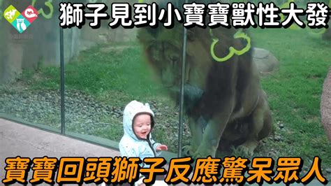獅子見到小寶寶獸性大發，寶寶回過頭後下秒獅子舉動驚呆眾人！感動 淚目 不可思議 震驚 奇跡 心靈飼養員 Youtube