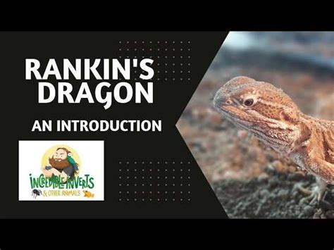 Rankin Bearded Dragon Care Diet And Habitat Requirements Vital Frog