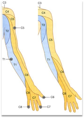 Cervical Spine Therex Exam 3 Flashcards Quizlet