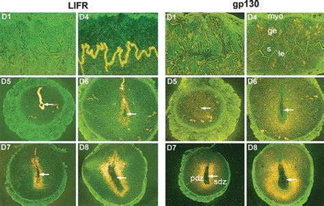 Spatio Temporal Expression Of Lifr And Gp130 During The Download