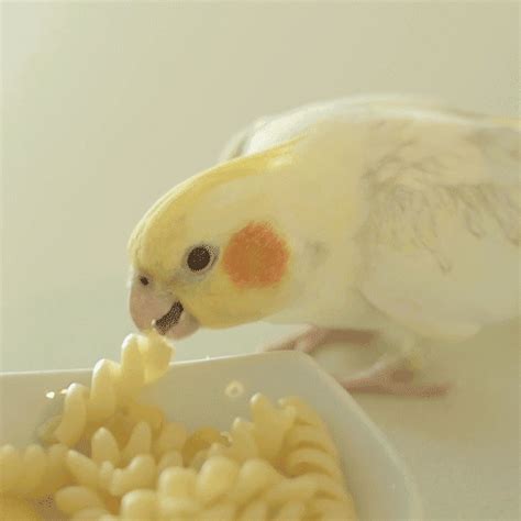 Tielmama — 3 Cockatiels In Singapore
