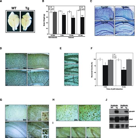 Aberrant Cdk5 Activation By P25 Triggers Pathological Events Leading To Neurodegeneration And