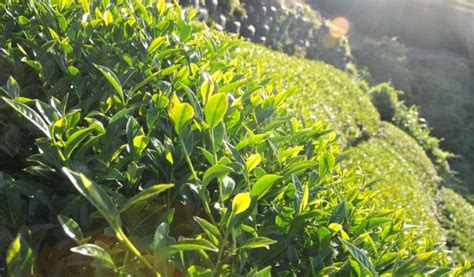 手採高山翠玉茶2022年春茶 150克 廖長興茶業