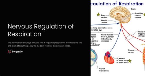 Nervous Regulation Of Respiration