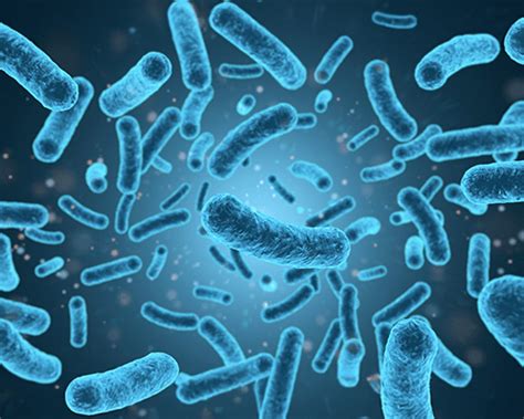 Health Benefits Of Bifidobacterium Bifidum Vakya Prob