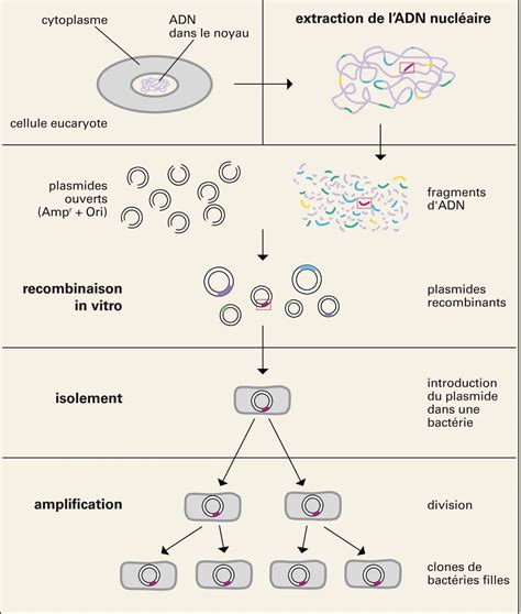 Clonage Dun Fragment De Gène Média Encyclopædia Universalis