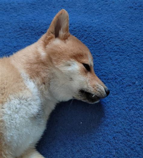 Smol Wolf Much Wow Link In Comments 9gag