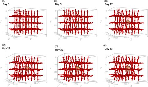 Evolution In Time Of An Avascular Tumor A 3rd Day Of Growth The