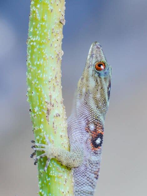 Premium Photo Lizard In Nature Eye Scale Texture