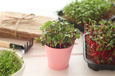 집에서 마이크로 그린을 성장 크레스 샐러드 무 마이크로 그린과 테이블에 원예 도구 건강한 음식 비건 식품 다이어트 개념 물냉이에 대한 스톡 사진 및 기타 이미지 Istock