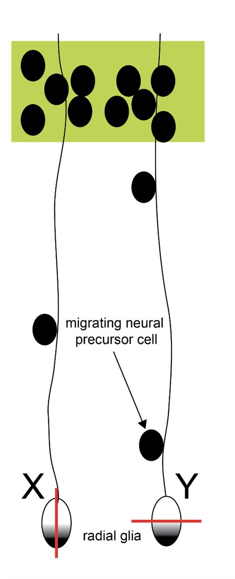 Solved Use The Image Above Illustrating Cell Proliferation