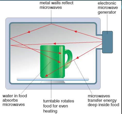 Does Microwave Kill Bacteria The Answer Will Shock You