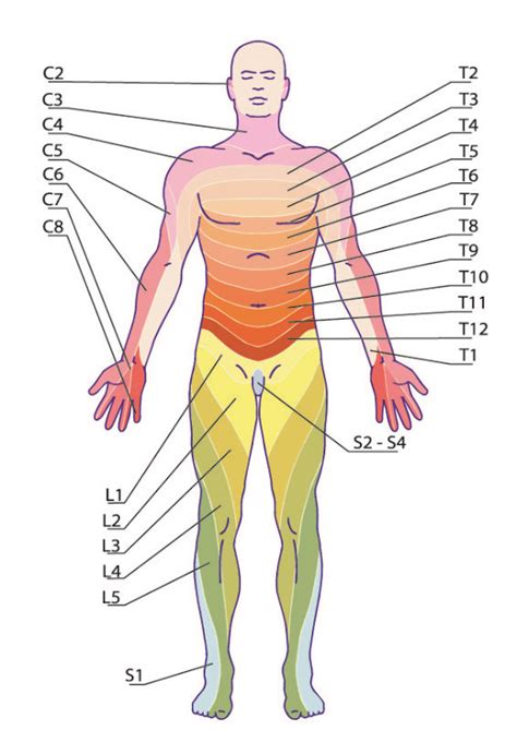 Dyskopatia Portal O Fizjoterapii Fizjoplanerpl