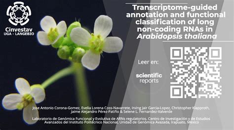 Transcriptome Guided Annotation And Functional Classification Of Long Non Coding Rnas In