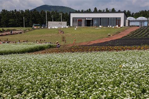 5월 제주도 메밀꽃 축제 제주 사이프러스 Cc 메밀밭 보롬왓 네이버 블로그