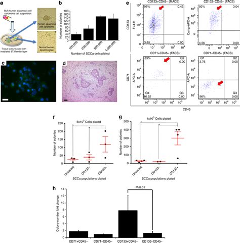 A CD Subpopulation In Human Squamous Cell Carcinomas SCCas With Download Scientific