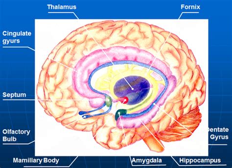 Fornix Thalamus