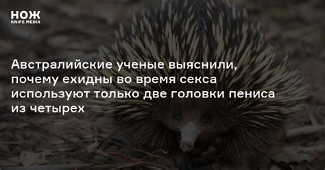Австралийские ученые выяснили почему ехидны во время секса используют только две головки пениса
