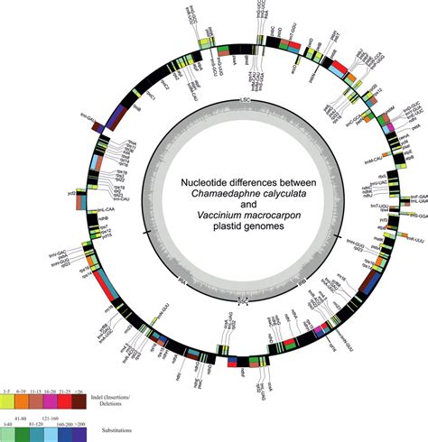 nucleotide variation of noncoding regions of plastid genomes of c