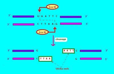 Restriction Fragment Length Polymorphism RFLP Definition Analysis Study Com