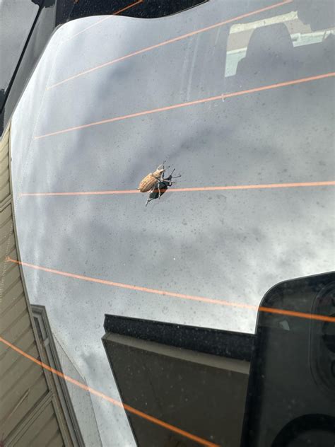 Smol Bug On Car R Whatsthisbug