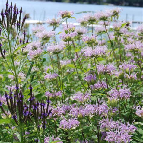 Native Plant Catalog Natural Shore Technologies