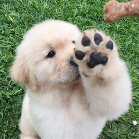9892 Likes 133 Comments Oshie Golden Bear Oshiegoldenbear On