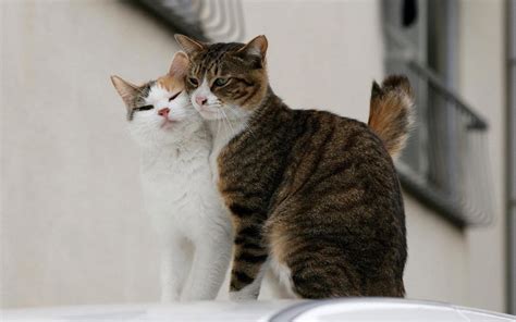 Copulation In Cats Everything Caring Owners Need To Know Vog Dog