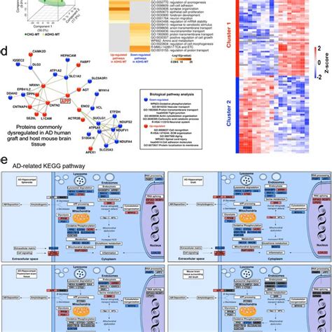 Label Free Quantitative Proteomics Reveals Alterations In The Host Download Scientific Diagram