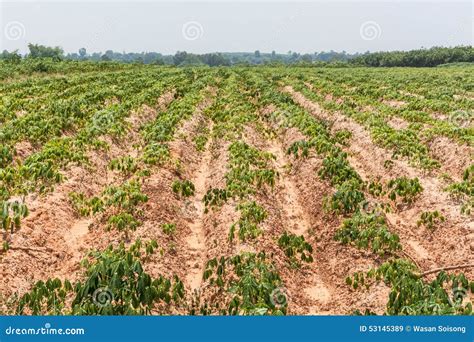 The Small Cassava Of Cassava Farmindustrial Drop Of Thailand Stock