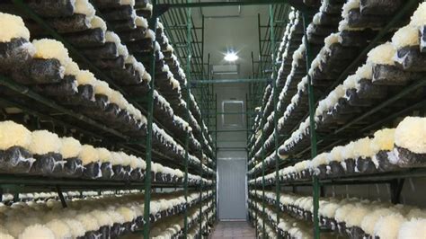 宁德古田光伏菇棚示范基地银耳喜获丰收 中国福建三农网