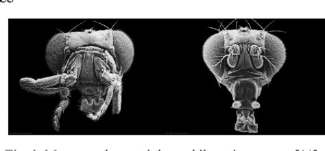 Figure 2 From Using Evolutionary Algorithms For Designing 3d Novel Objects Semantic Scholar