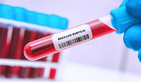 Bacillus Subtilis Stock Image Image Of Antibiotic Taxol 365952277