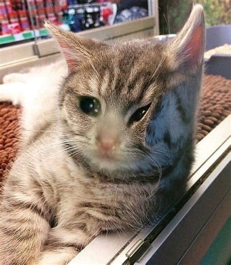 流泪猫猫头表情包 哔哩哔哩
