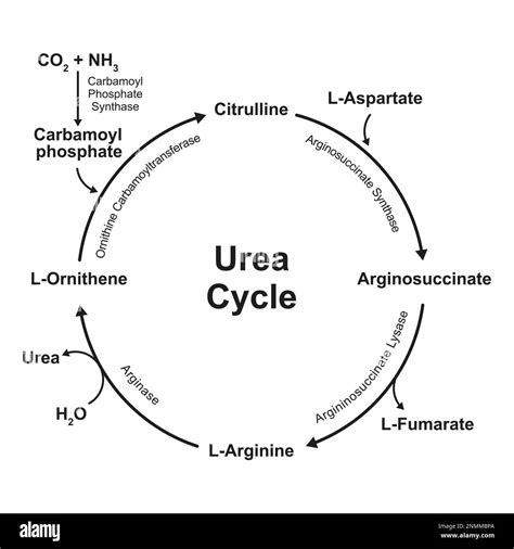 Nitrogen Cycle Diagram