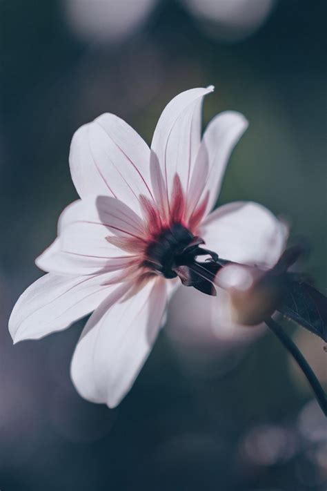 Полевой цветок Цветок Цветы