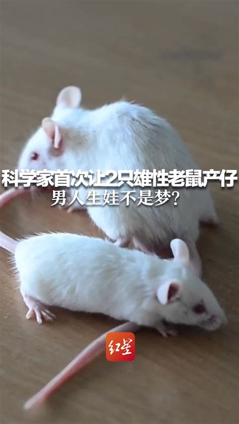 科学家首次让2只雄性老鼠产仔！男人生娃不是梦？凤凰网视频凤凰网