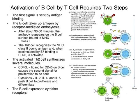 Ppt B Cell Generation Activation And Differentiation Powerpoint Presentation Id 4277572