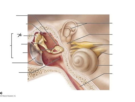 Prac Exam 1 Ear Flashcards Quizlet