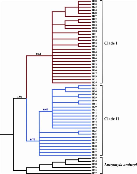 Bayesian Inference Bi Topology Tree Of The 52 Haplotypes Of Lutzomyia