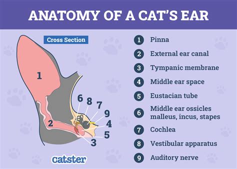 How Big Is A Cat Brain Vet Explains Feline Anatomy Catster