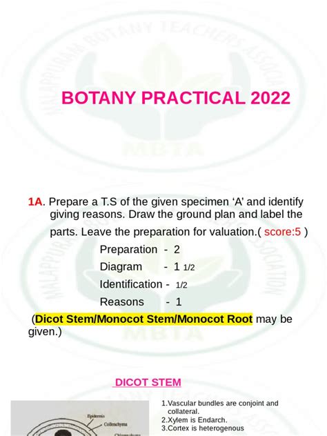 Botany Practical 2022new Pdf Plant Stem Biology