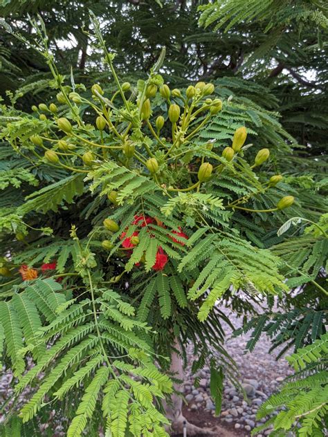 Delonix Regia Plant Picture Library