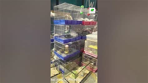 ဘန်ကောက်က တိဈေးမီးလောင်ရာက အိမ်မွေးတိရစ္ဆာန် တစ်ထောင်နီးပါး သေဆုံး⁩ Youtube