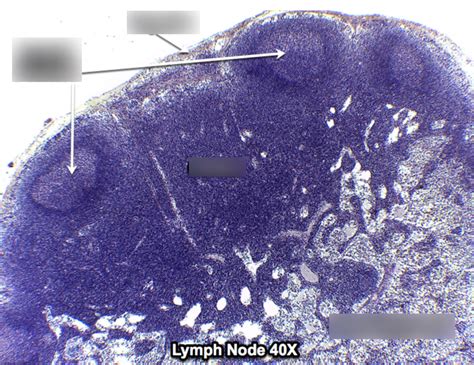 Lymphatic Histology Lymph Node 1 Diagram Quizlet