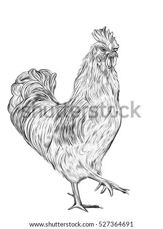 Realistic Rooster Cock Hand Drawn Vintage Stock Illustration Shutterstock
